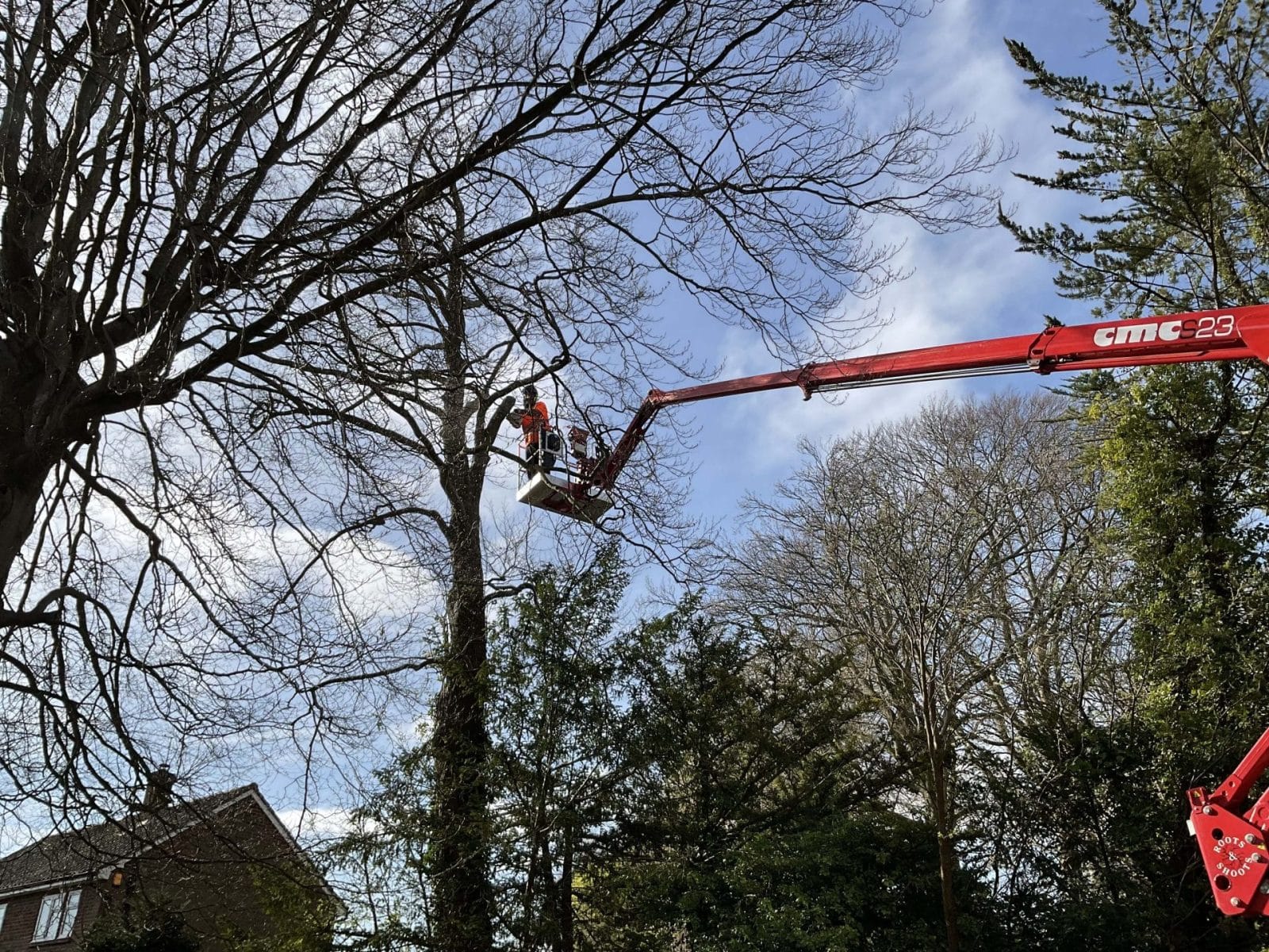 Tree Surgery | Arboriculture Tree Surgery Services